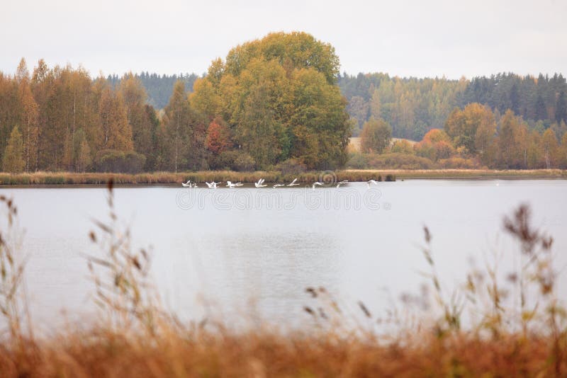 Autumn Waterscape and Swans Stock Photo - Image of scenic, wild: 132658414