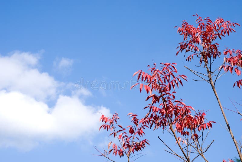 Autumn wax tree stock photo. Image of botanical, vivid - 26261594
