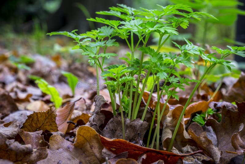 Autumn weed stock photo. Image of macro, leaves, fall - 103119980