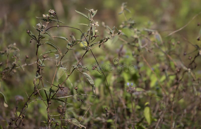 Autumn Weeds Growing in Field Stock Image - Image of ground, live ...