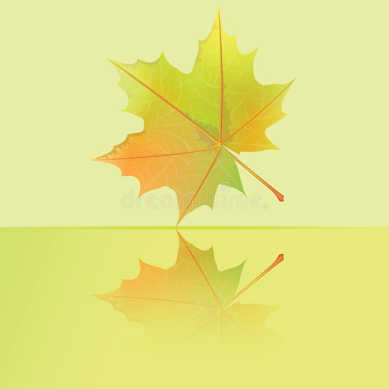 Autumn maple leaf. stock vector. Illustration of design - 43052209