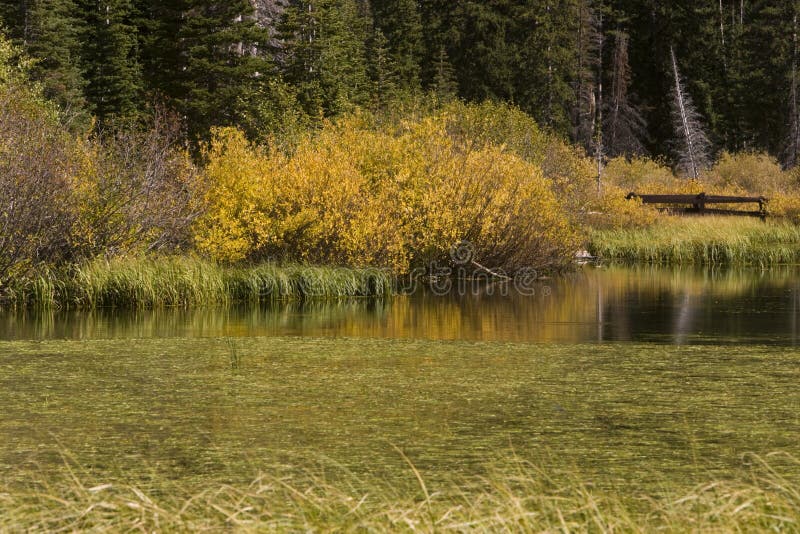 Autumn Wetlands stock photo. Image of yellow, trees, pond - 11069554