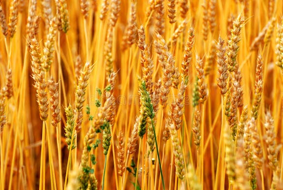 Autumn wheat field stock image. Image of food, fall, autumn - 6179375