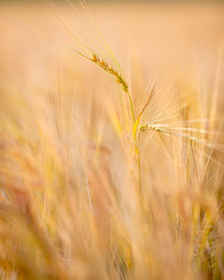 Autumn wheat field stock image. Image of beautiful, yellow - 32835829