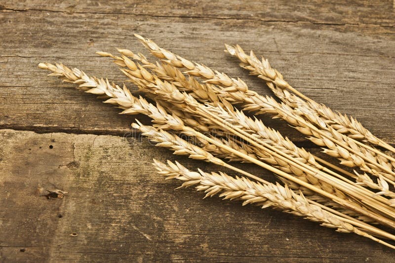 Autumn wheat stock image. Image of oregon, meadow, field - 104452921