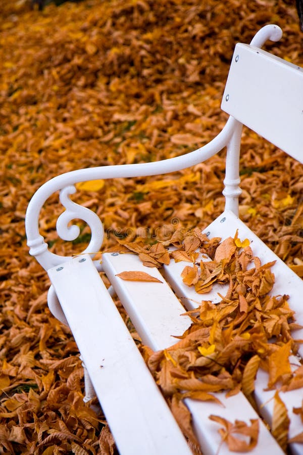 Autumn white bench stock photo. Image of foliage, brown - 24028018