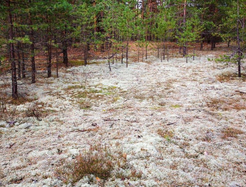 Moss in Pine stock image. Image of macro, plants, plant - 36336447