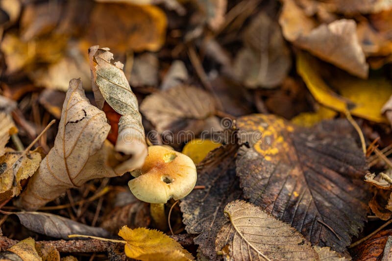 Autumn wibe. Mushrooms stock photo. Image of plant, flower - 343652000