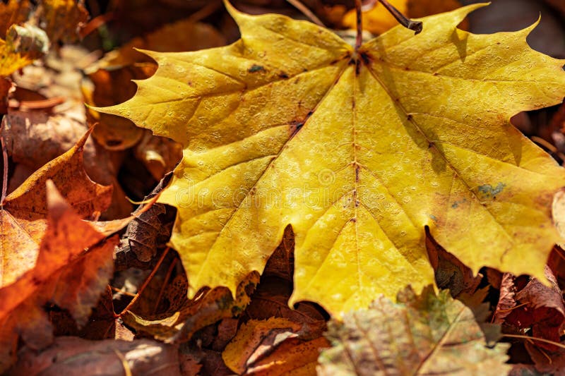 Autumn Wibe. Yellow Maple Leafs Stock Photo - Image of deciduous ...