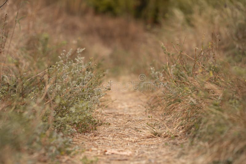 Autumn Wild Forest. Well-trodden Path, Fallen Yellow Leaves and ...