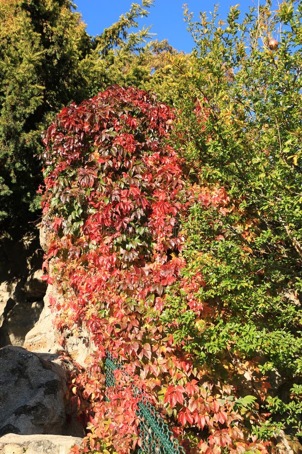 Autumn wild grapes stock photo. Image of october, autumn - 102766348