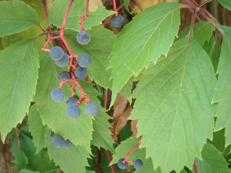 Wild Grapes with Fruits in Autumn Stock Photo - Image of colorful ...