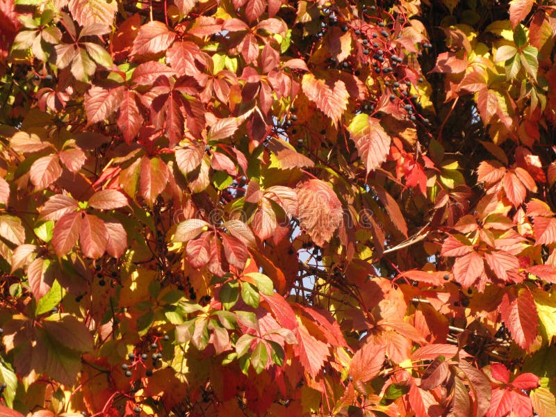Autumn wild grapes stock photo. Image of spring, plant - 79313810