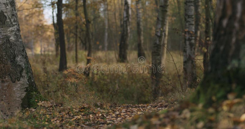 Autumn Wild Park with Birch Trees Low Angle Stock Photo - Image of ...