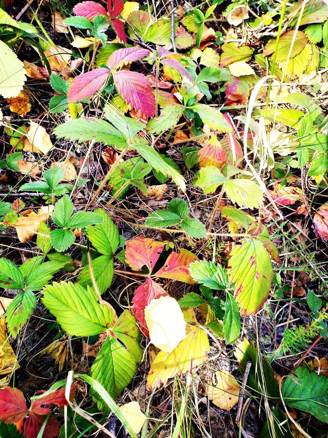 Autumn Wild Strawberries in the Forest Stock Photo - Image of smart ...