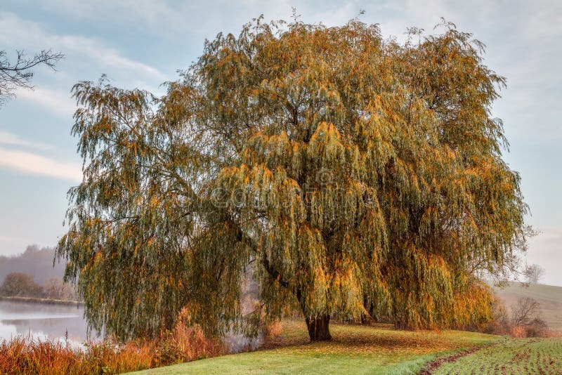 Autumn Willow foto de archivo. Imagen de pintoresco, baviera - 35975420