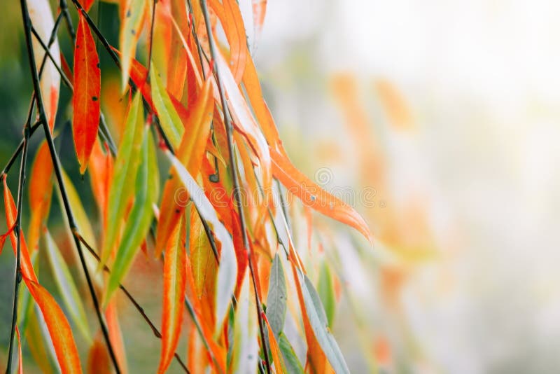 Autumn willow background stock image. Image of nature - 118426595