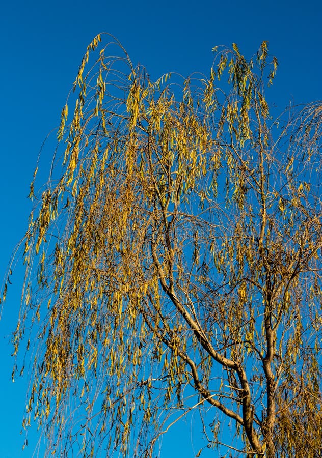 Autumn Willow Branch stock image. Image of trees, willow - 31534747