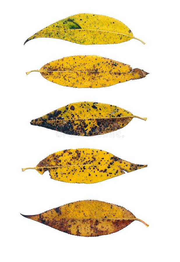 Autumn Willow Leaf Isolated on White Stock Photo - Image of natural ...