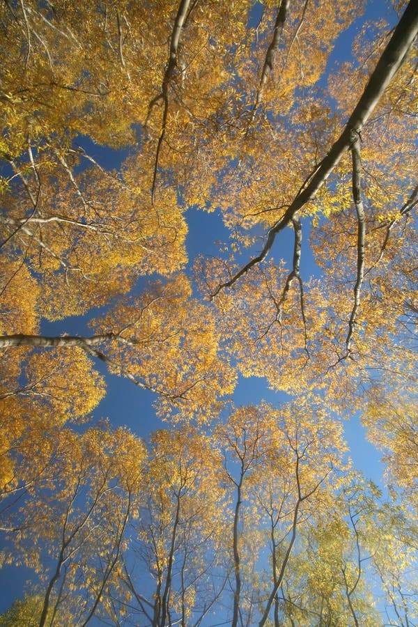 Autumn Willow Tree stock image. Image of otago, willow - 7571769