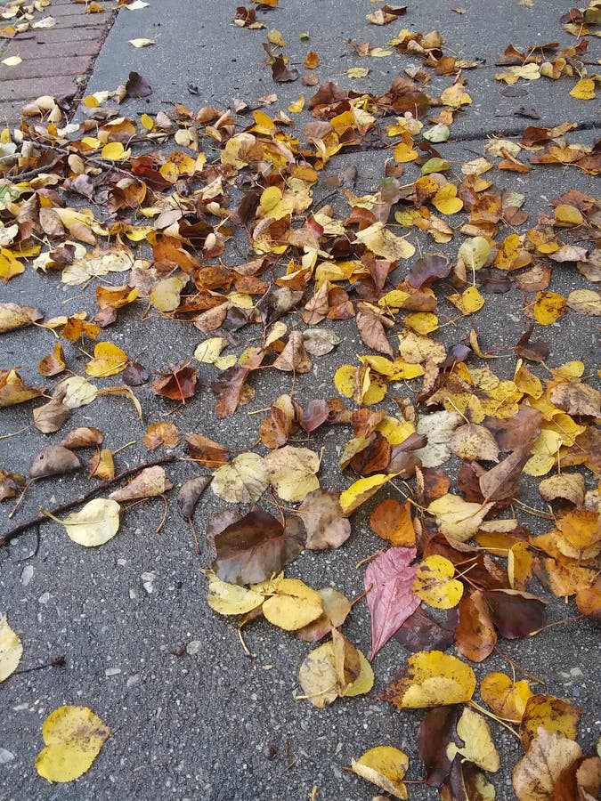 Autumn Wind Blows Dropped Leaf Stock Image - Image of food, branch ...