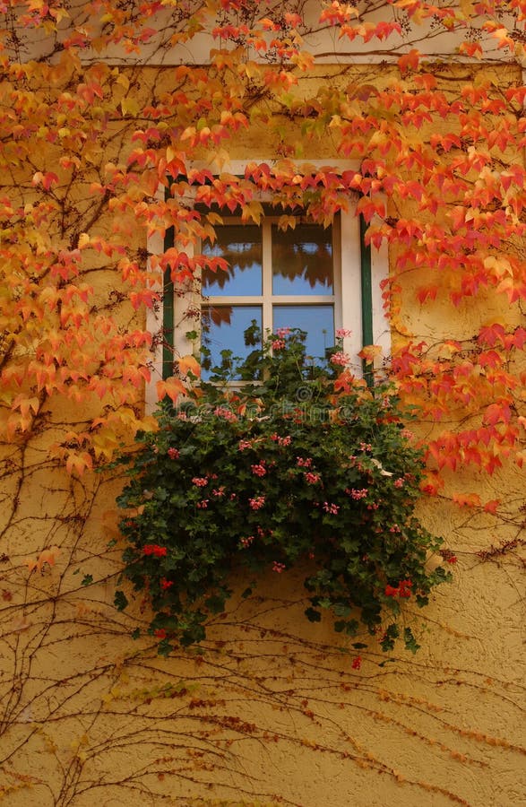 Autumn window stock photo. Image of window, fall, leaves - 1139910