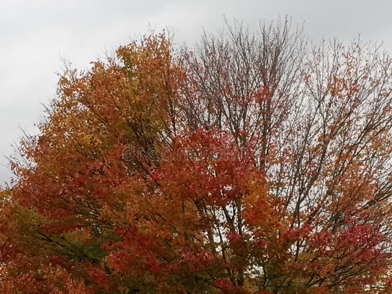 Half bare tree stock image. Image of autumn, bare, evergreen - 293864501