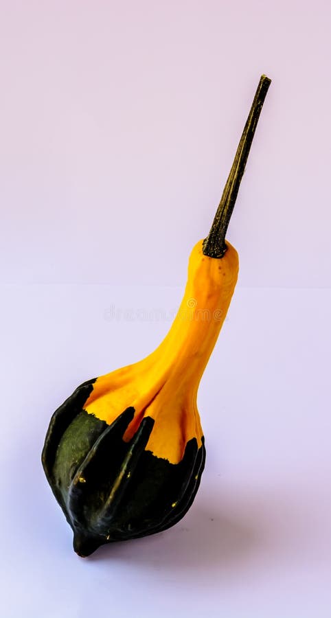 Wing Gourds Stock Photos - Free & Royalty-Free Stock Photos from Dreamstime