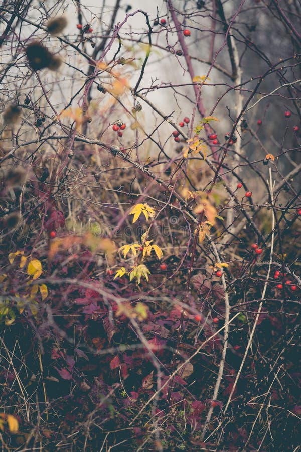 Autumn Winter Background with Branches and Leaves Stock Photo - Image ...