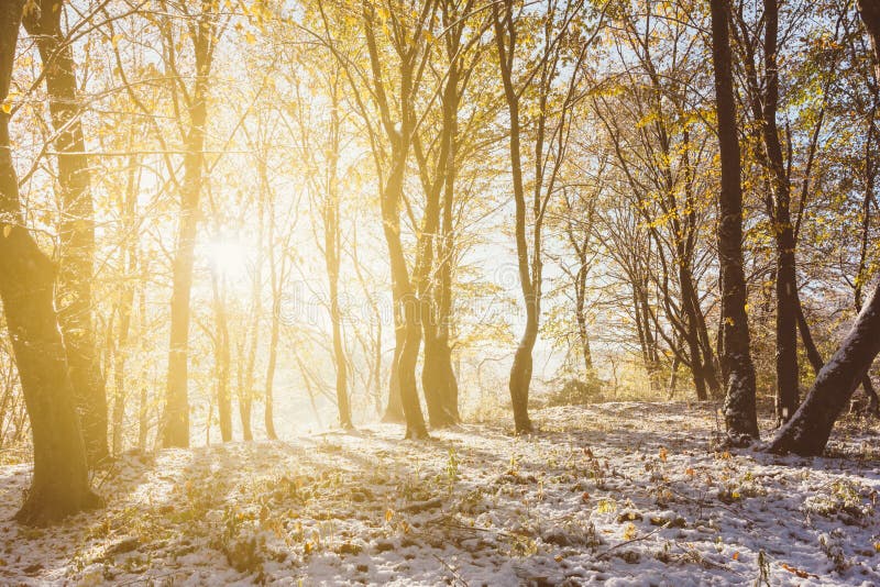 Autumn winter landscape stock photo. Image of environment - 103173050