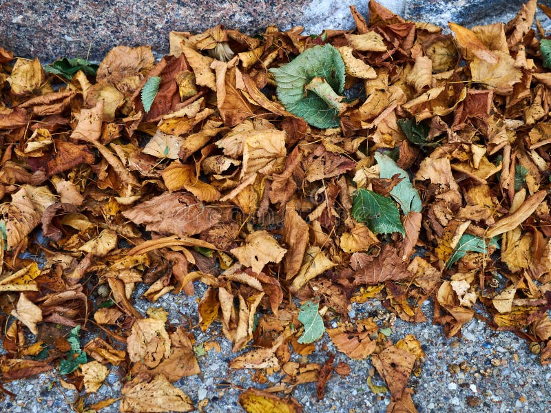 Autumn winter leaves stock photo. Image of color, flora - 208000420
