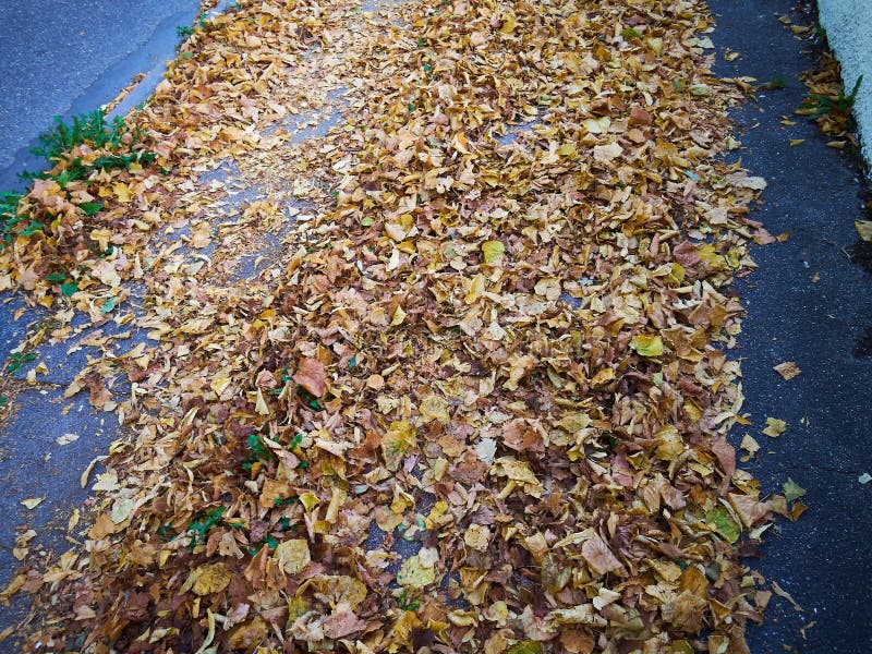 Autumn winter leaves stock image. Image of botany, color - 208000421