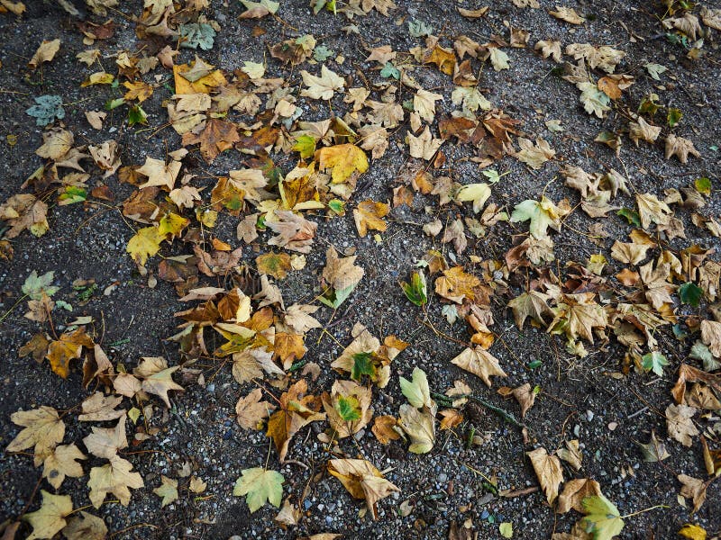 Autumn winter leaves stock image. Image of climate, beautiful - 208770509