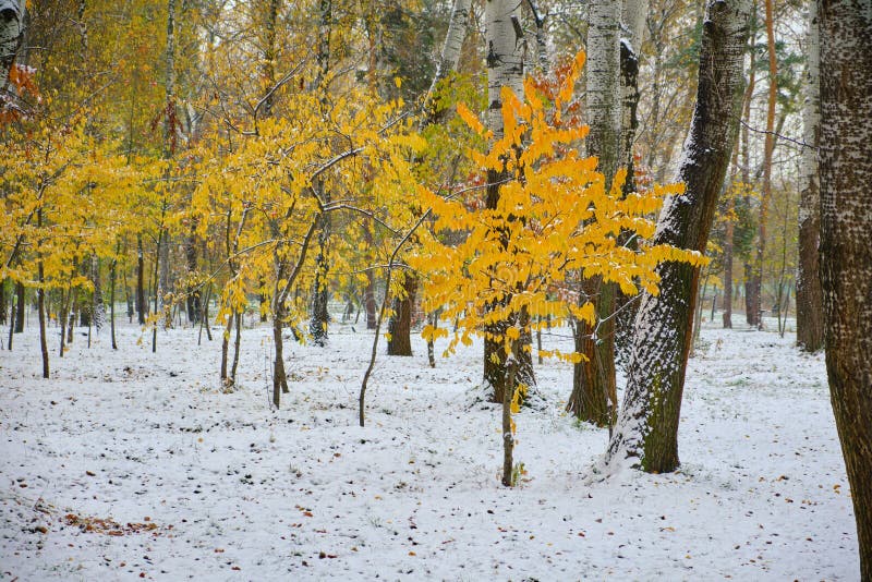 Autumn Winter Snow Park View. First Snow in Autumn City Stock Photo ...