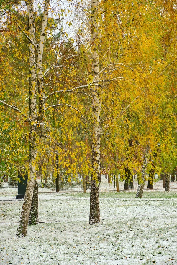 Autumn Winter Snow Park View. First Snow in Autumn City Stock Image ...