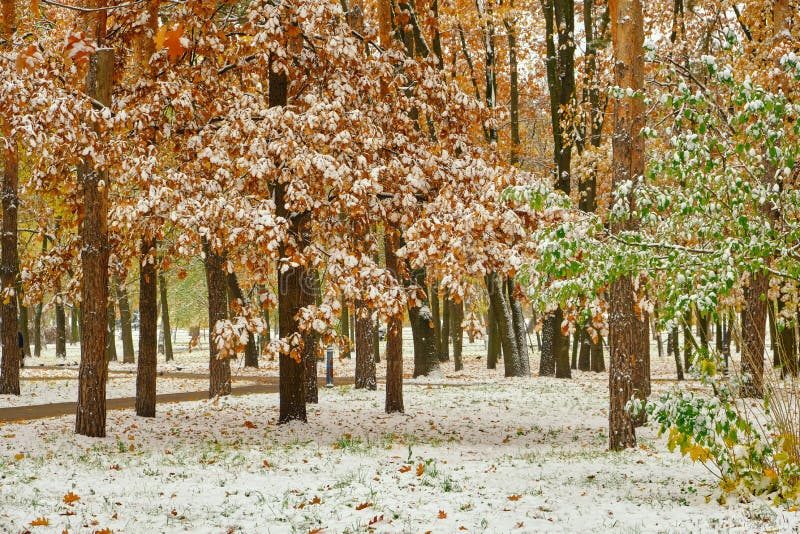 Autumn Winter Snow Park View. First Snow in Autumn City Stock Image ...