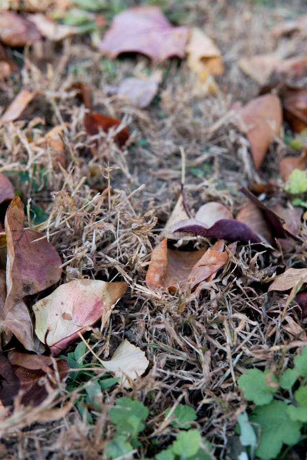 Autumn Withered Leaves on the Withered Grass Stock Image - Image of ...