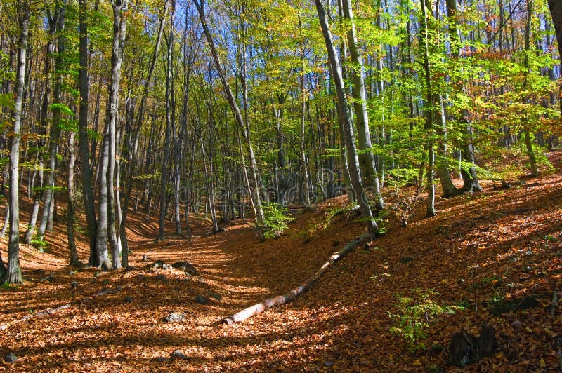 Autumn wood stock photo. Image of wooded, thick, depth - 13718534