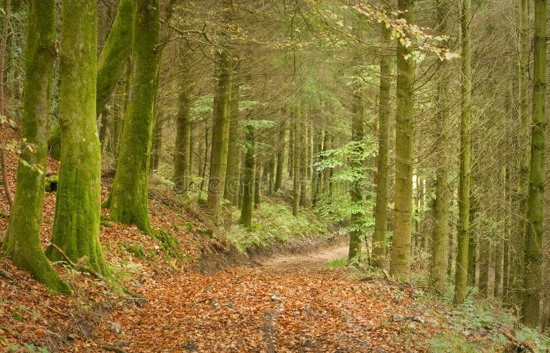 Autumn Wood stock photo. Image of wood, fall, road, colours - 16267246