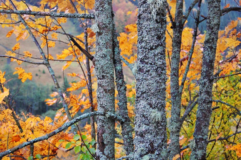 Autumn wood stock image. Image of branches, bright, colour - 16589247