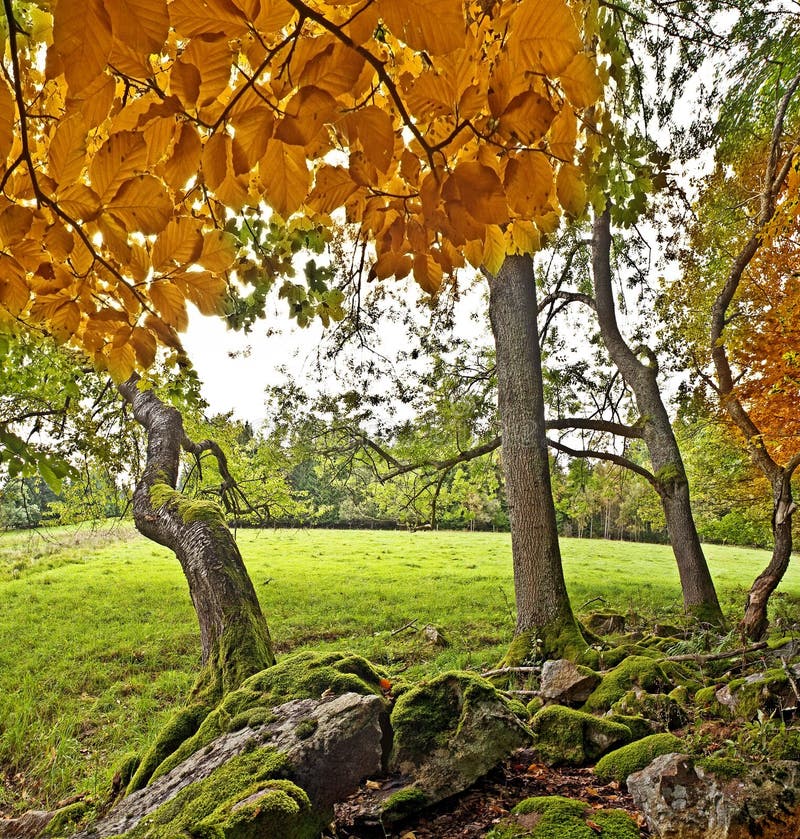 Autumn wood stock photo. Image of park, environment, rural - 26777362