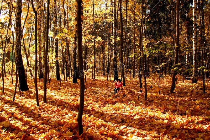 Autumn wood. stock image. Image of forest, maple, grass - 690029