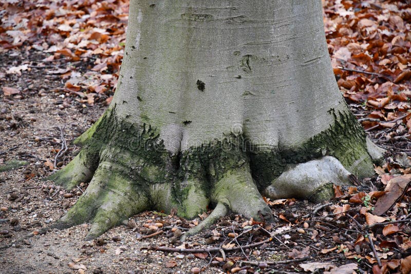 Bottom Part of Tree Trunk with Large Tree Roots on Ground with Brown ...