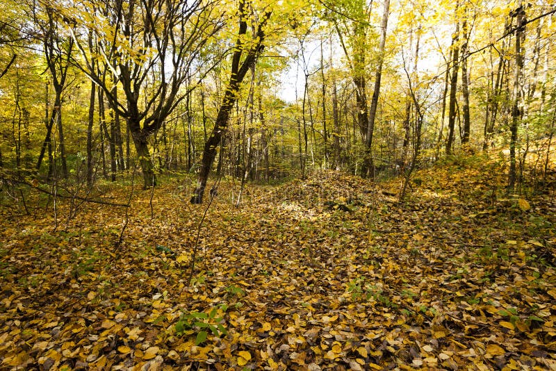 The autumn wood stock photo. Image of leafy, season, outdoors - 65106330