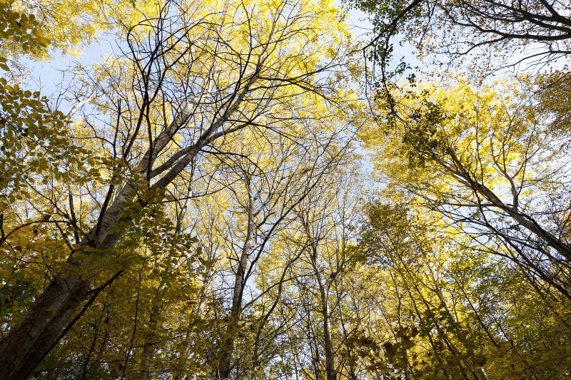 The autumn wood stock image. Image of flare, forest, autumn - 54533283