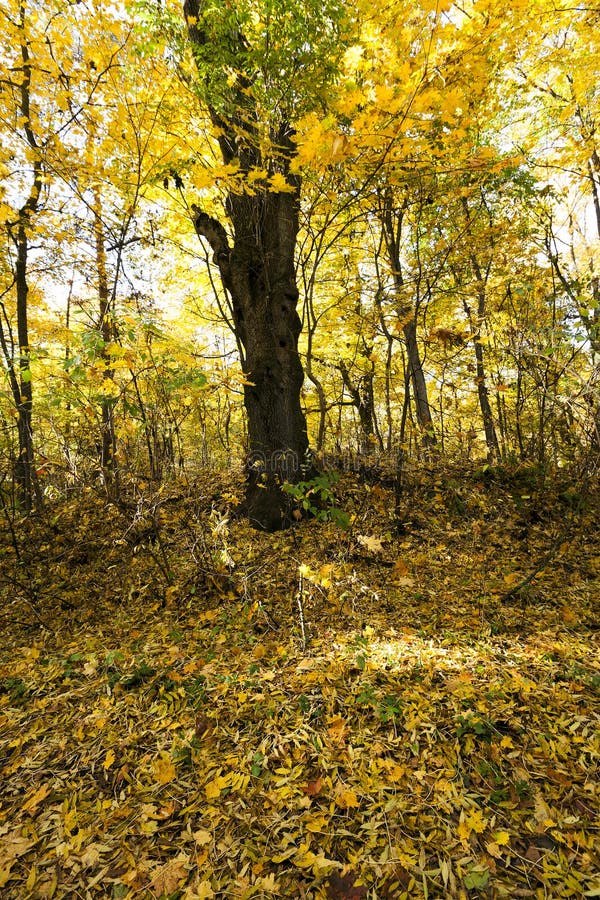 The autumn wood stock image. Image of freshness, outdoors - 54533939