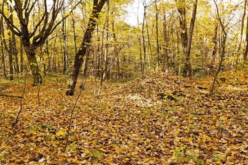 The autumn wood stock image. Image of national, forest - 54566139