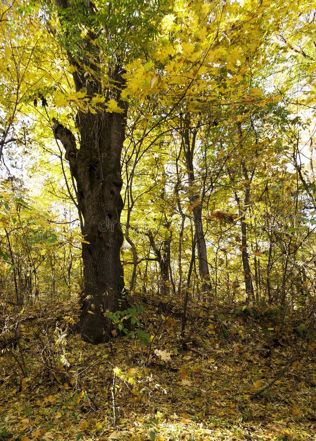 The autumn wood stock image. Image of park, outdoors - 61134469
