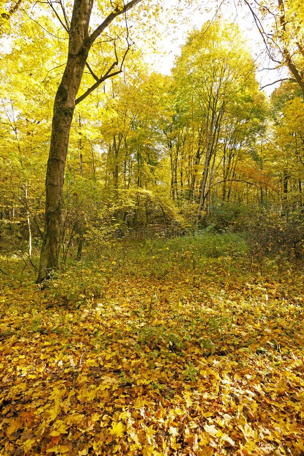 The autumn wood stock image. Image of leafy, rural, color - 68796013