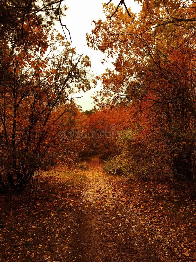 Autumn Wood stock photo. Image of redleaf, autumn, yellowleaf - 78722954